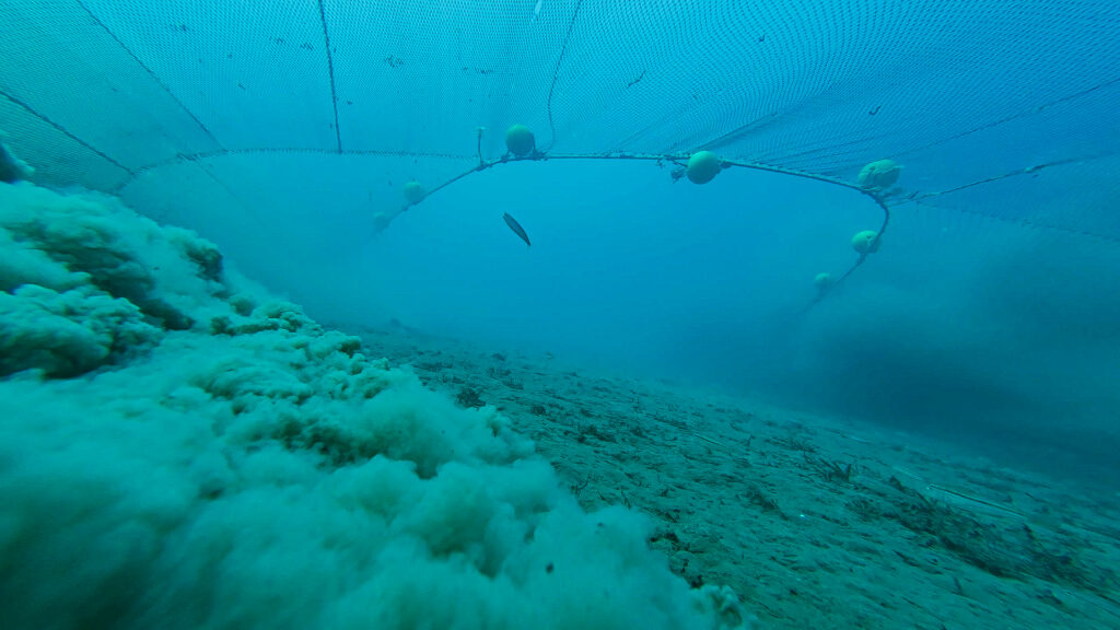 End Bottom Trawling in MPAs – Revive Our Ocean