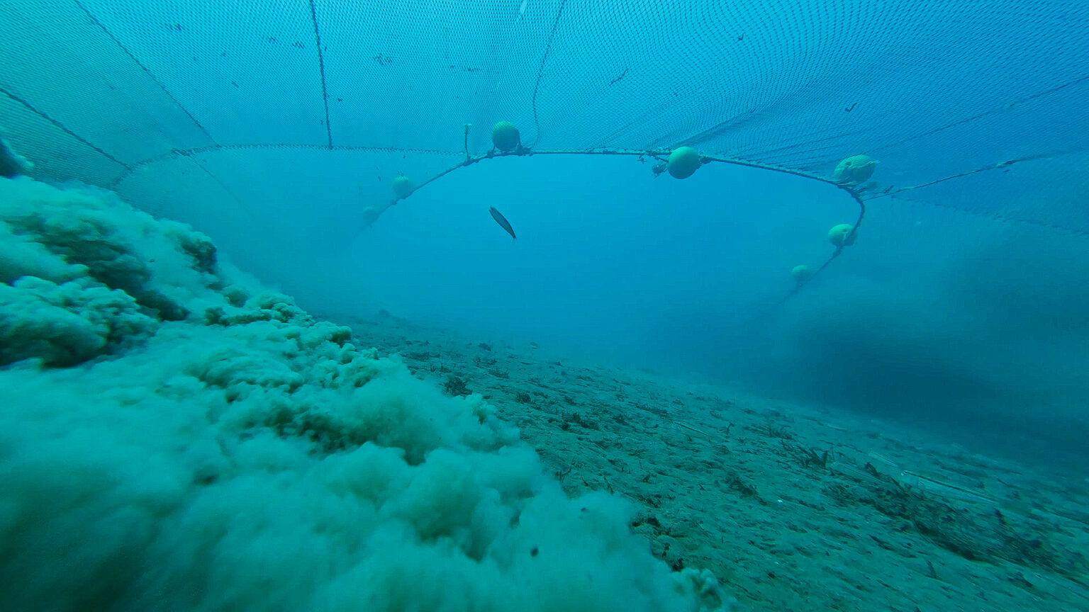 End Bottom Trawling in MPAs – Revive Our Ocean