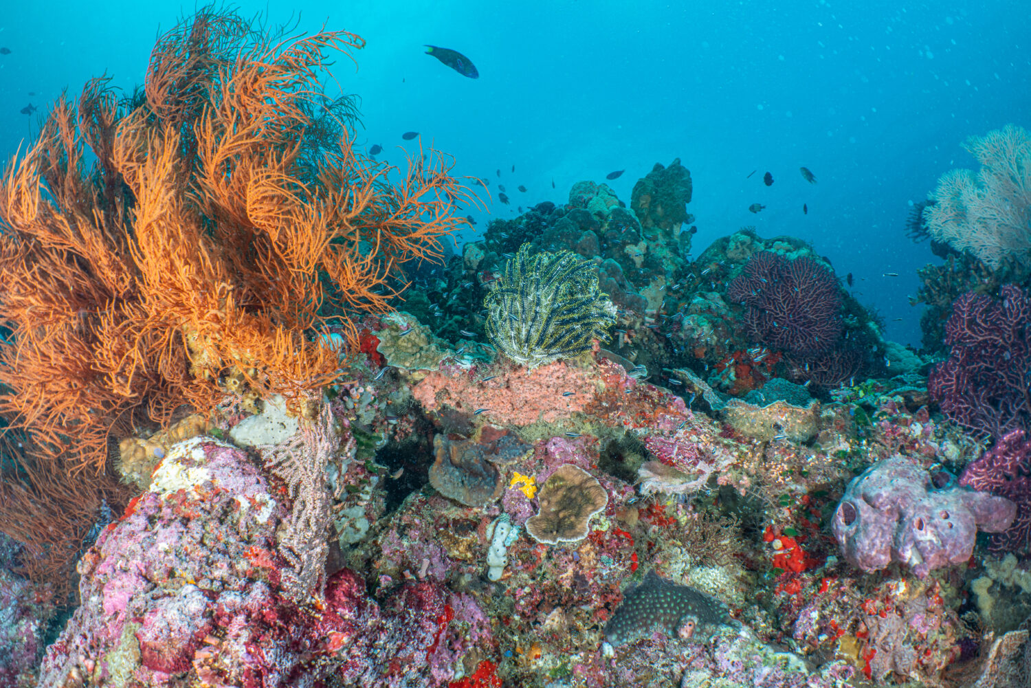 Collective: Rare Fish Forever – Revive Our Ocean